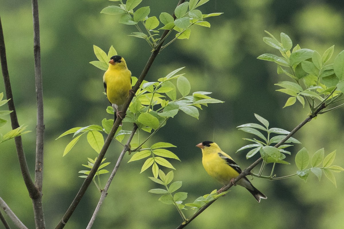 eBird Checklist - 4 May 2024 - Muddy Creek Greenway--South of Robinhood ...