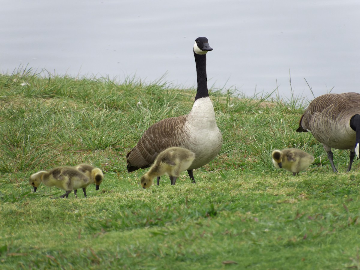 eBird Checklist - 4 May 2024 - Frank G. Bonelli RP/Puddingstone ...