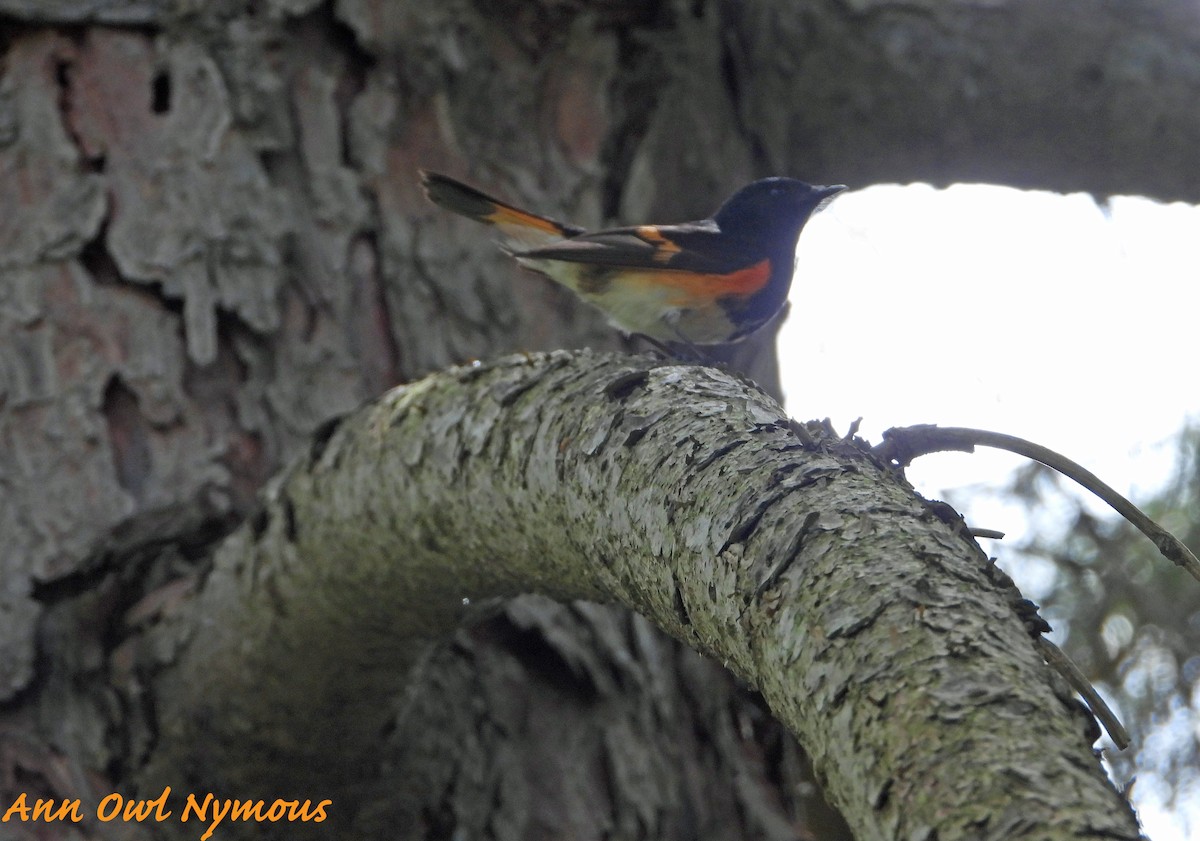 ML618453560 - American Redstart - Macaulay Library