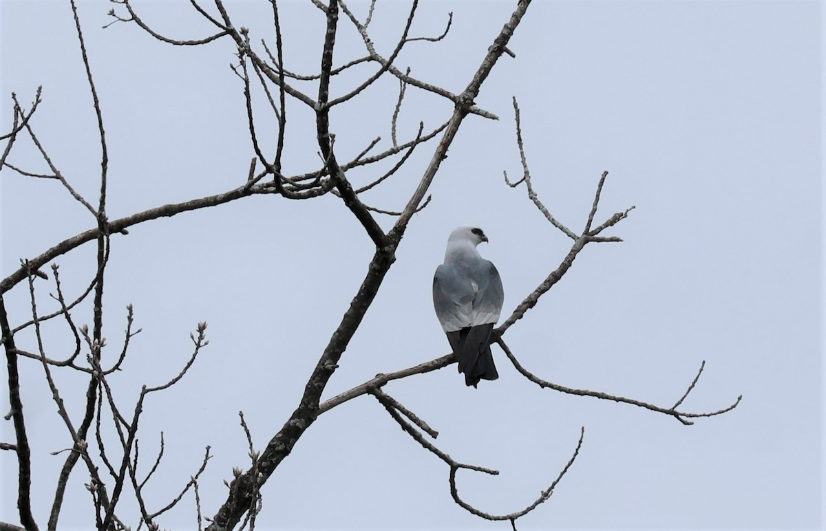 eBird Checklist - 3 May 2024 - Yard Birds - 26 species