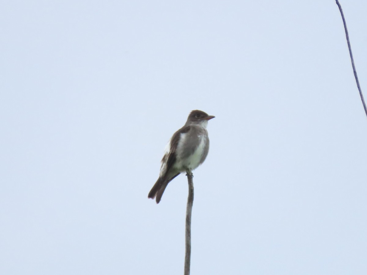 eBird Checklist - 4 May 2024 - Hogan bridge - 9 species