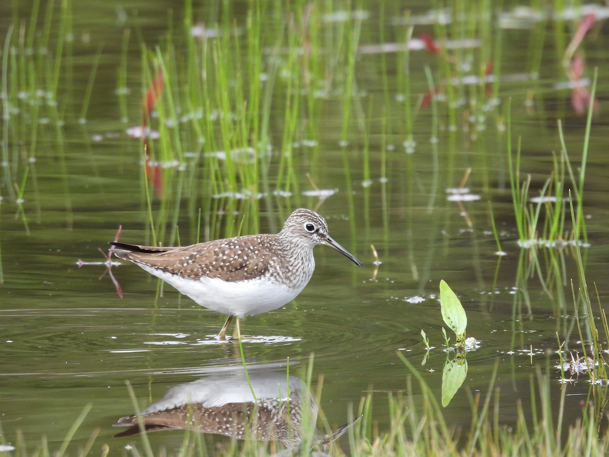 eBird Checklist - 4 May 2024 - 5875 Brenda Mines Road, Peachland ...