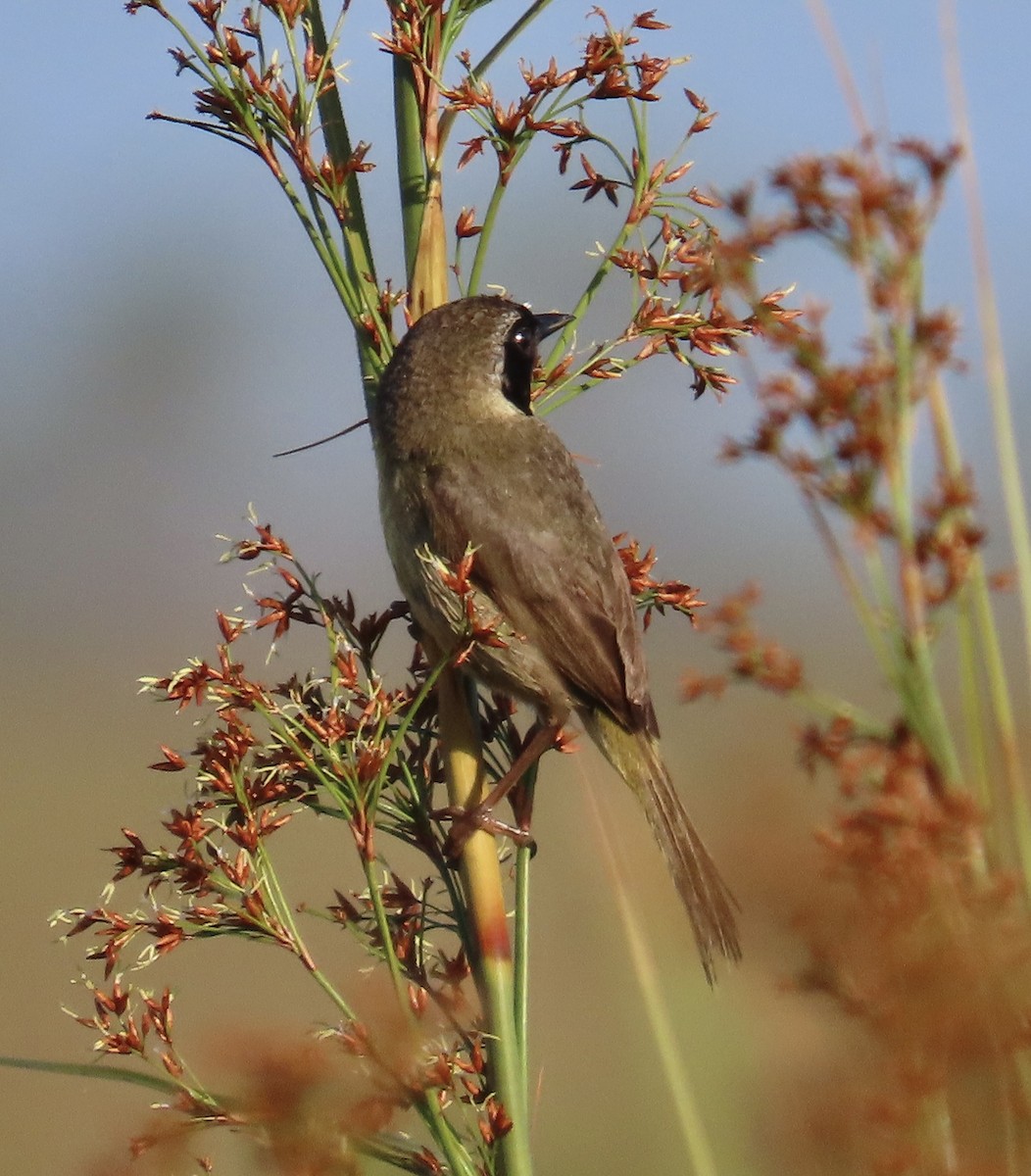 eBird Checklist - 4 May 2024 - Everglades NP--Sweet Bay Pond - 12 species