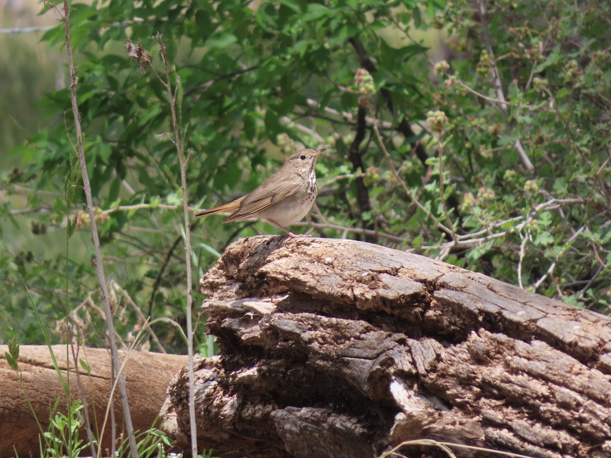 ML618470496 - Hermit Thrush - Macaulay Library