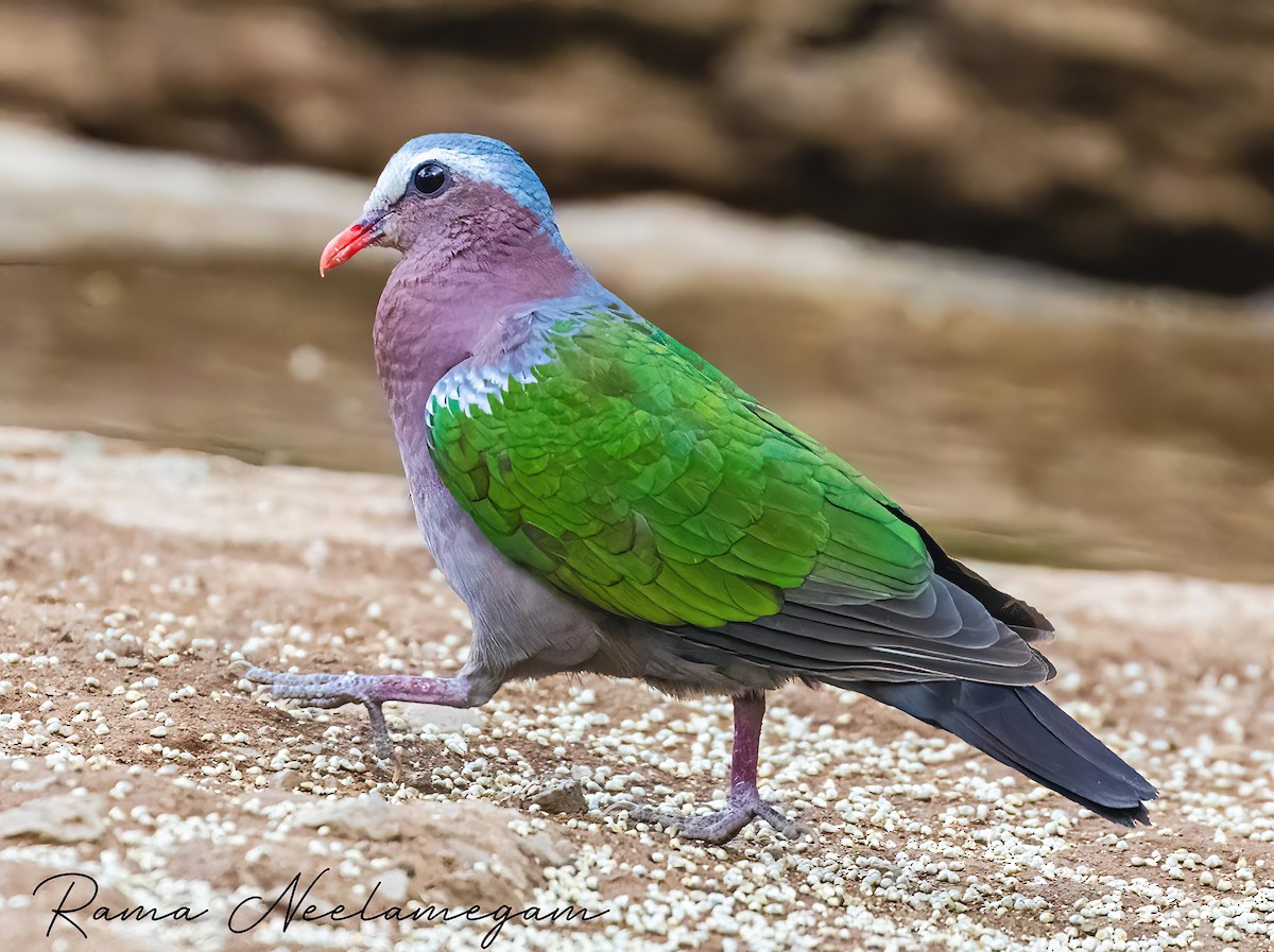 ML618480237 - Asian Emerald Dove - Macaulay Library