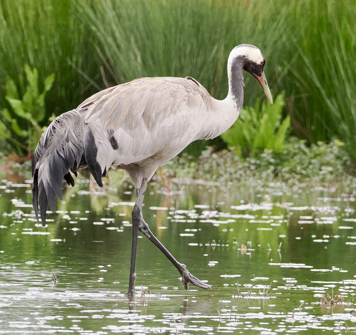 ML618497488 - Common Crane - Macaulay Library