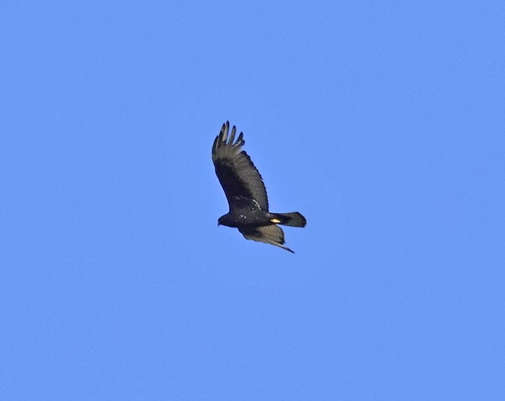 eBird Checklist - 5 May 2024 - Madera Canyon--Nature Trail (county line ...