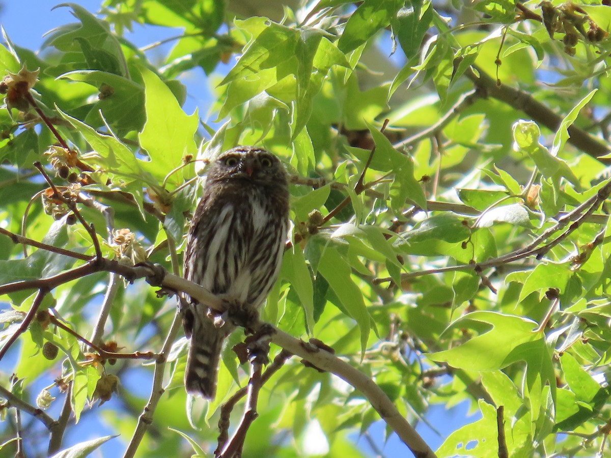 ML618509352 - Northern Pygmy-Owl (Mountain) - Macaulay Library