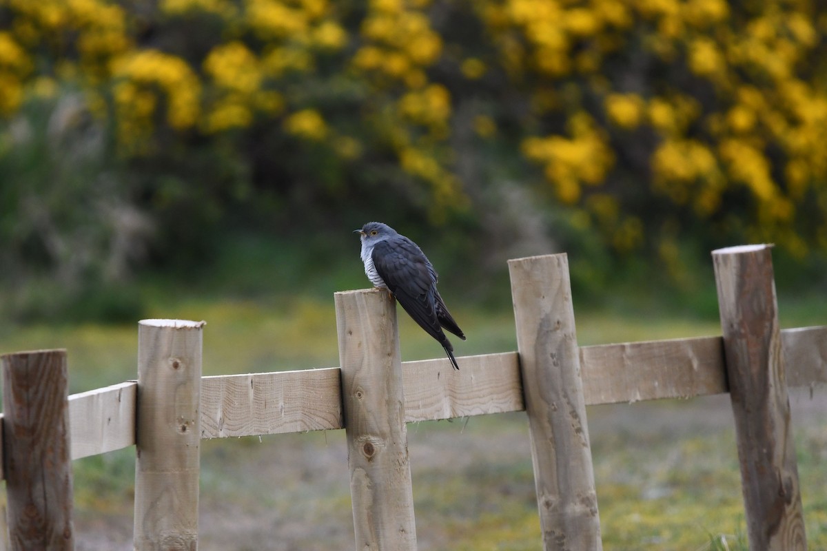 eBird Checklist - 21 Apr 2024 - Manx BirdLife Point of Ayre National ...