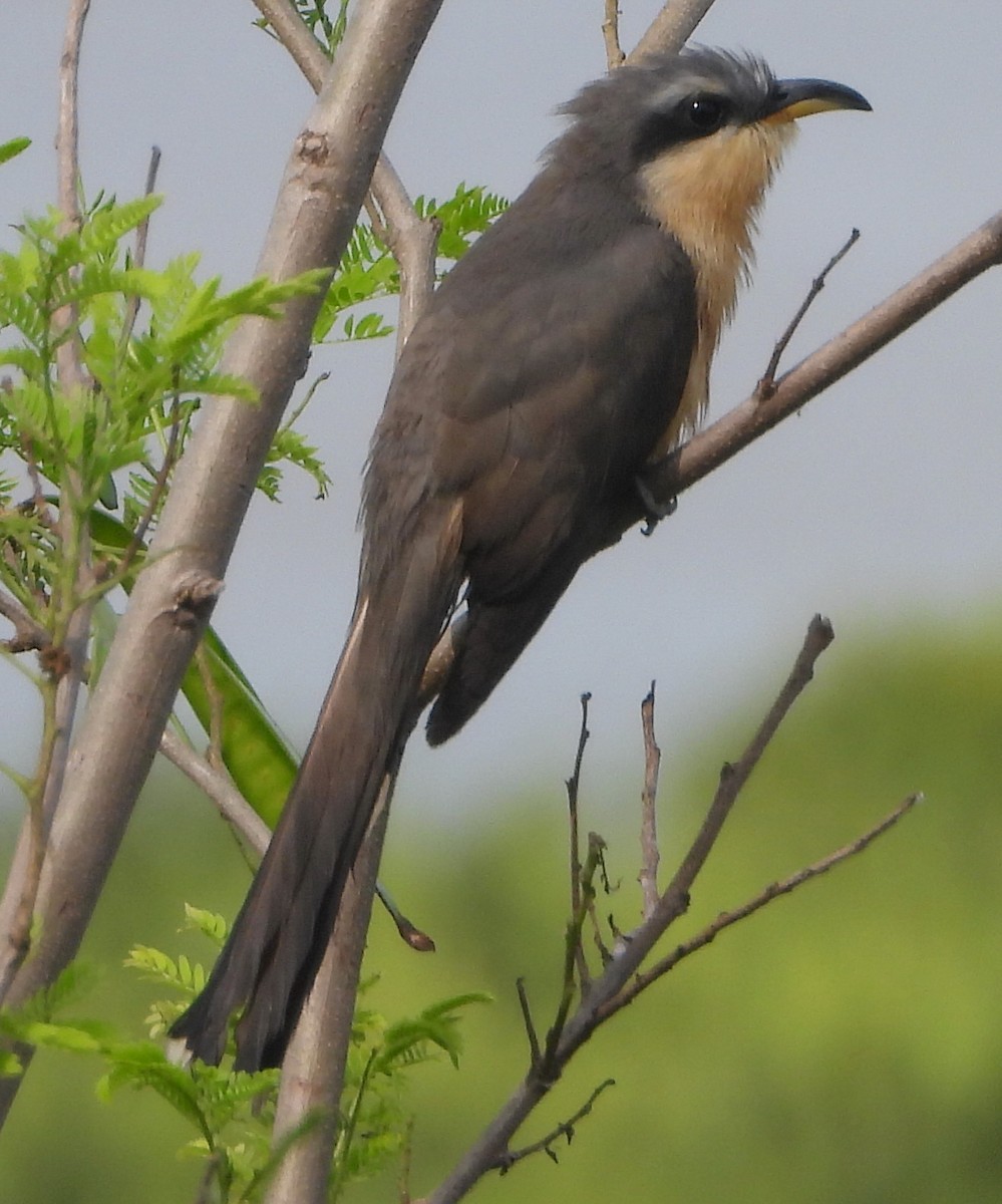 eBird Checklist - 4 May 2024 - South Padre Is.--Birding and Nature ...
