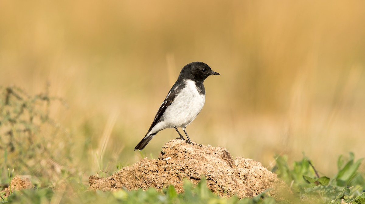 ML618548287 - Hooded Robin - Macaulay Library