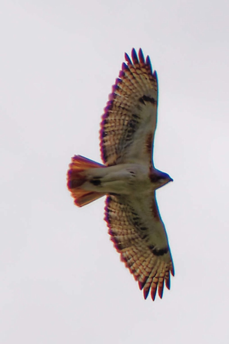 eBird Checklist - 5 May 2024 - Sandy Channel SRA - 29 species