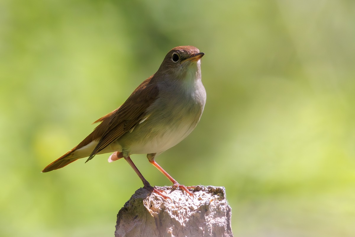 ML618561571 - Common Nightingale - Macaulay Library