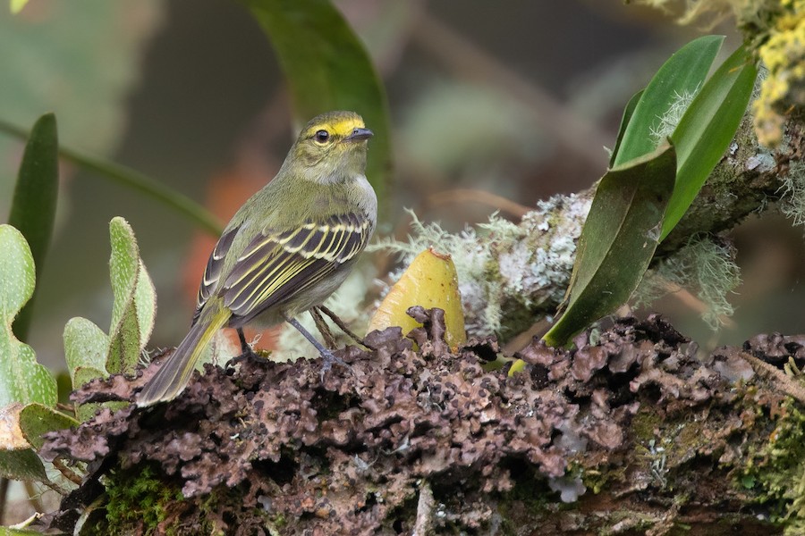 Golden-faced Tyrannulet (Golden-faced) - eBird