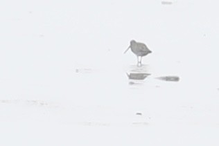 eBird Checklist - 6 May 2024 - Heislerville WMA - 62 species