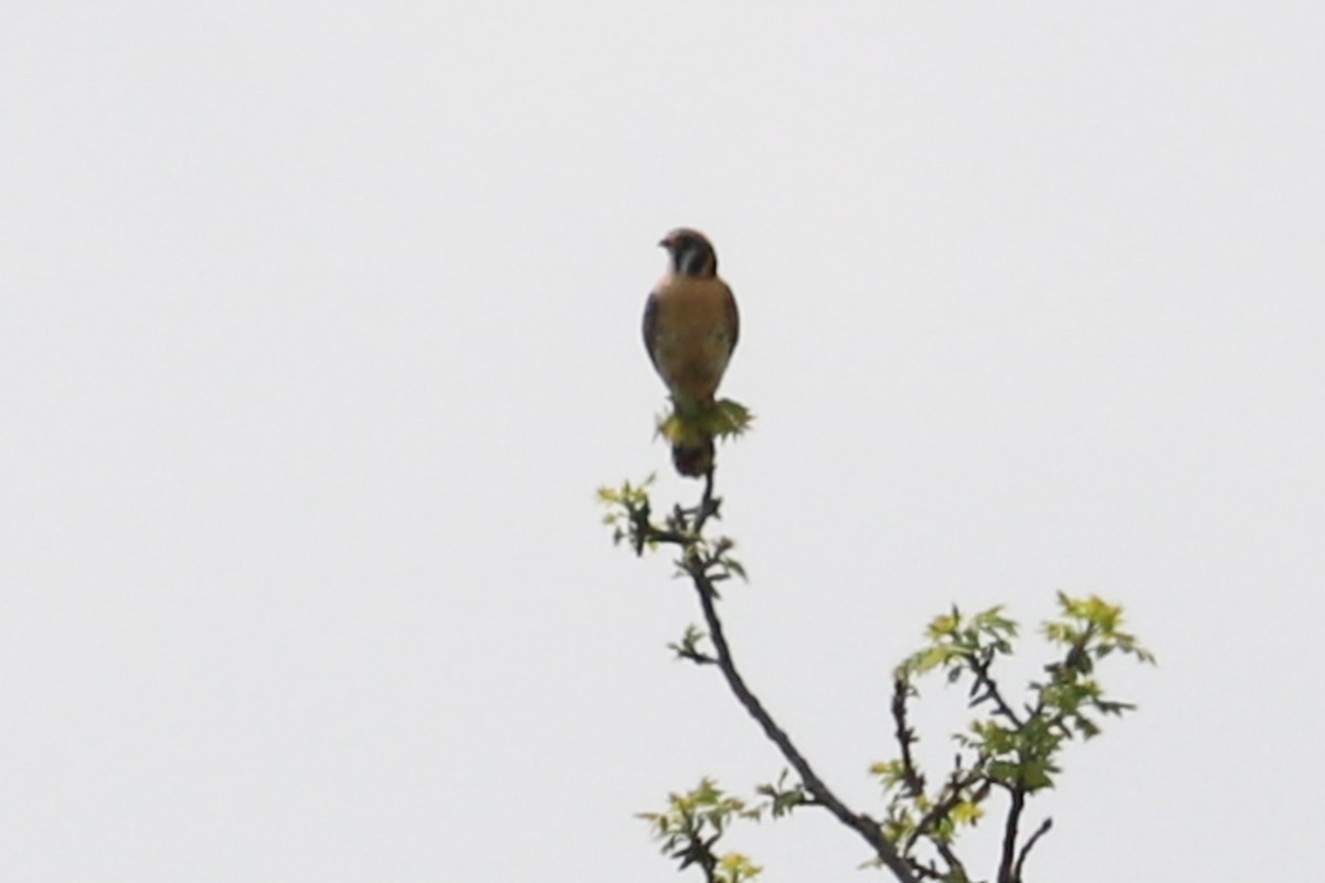 Pennsylvania Bird Atlas Checklist - 6 May 2024 - 406 Upper Georges Valley Rd, Spring Mills US-PA ...