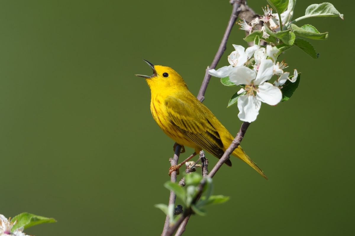 ML618586082 - Northern Yellow Warbler - Macaulay Library