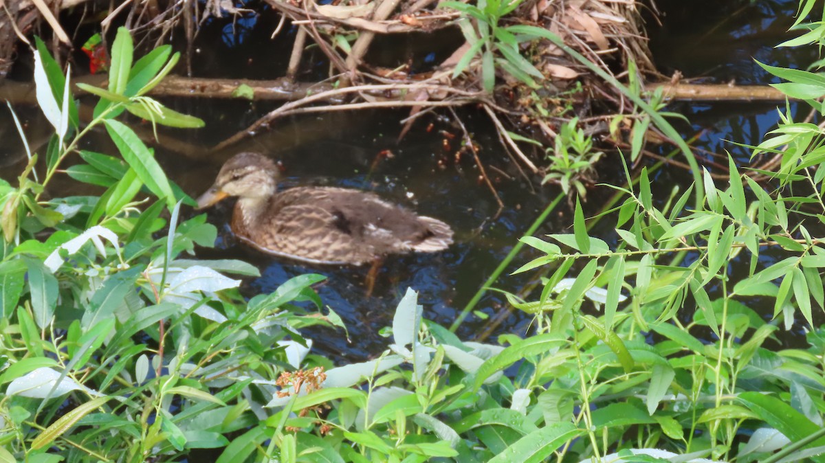 eBird Checklist - 5 May 2024 - Veeh Ranch Park, Laguna Hills - 51 ...