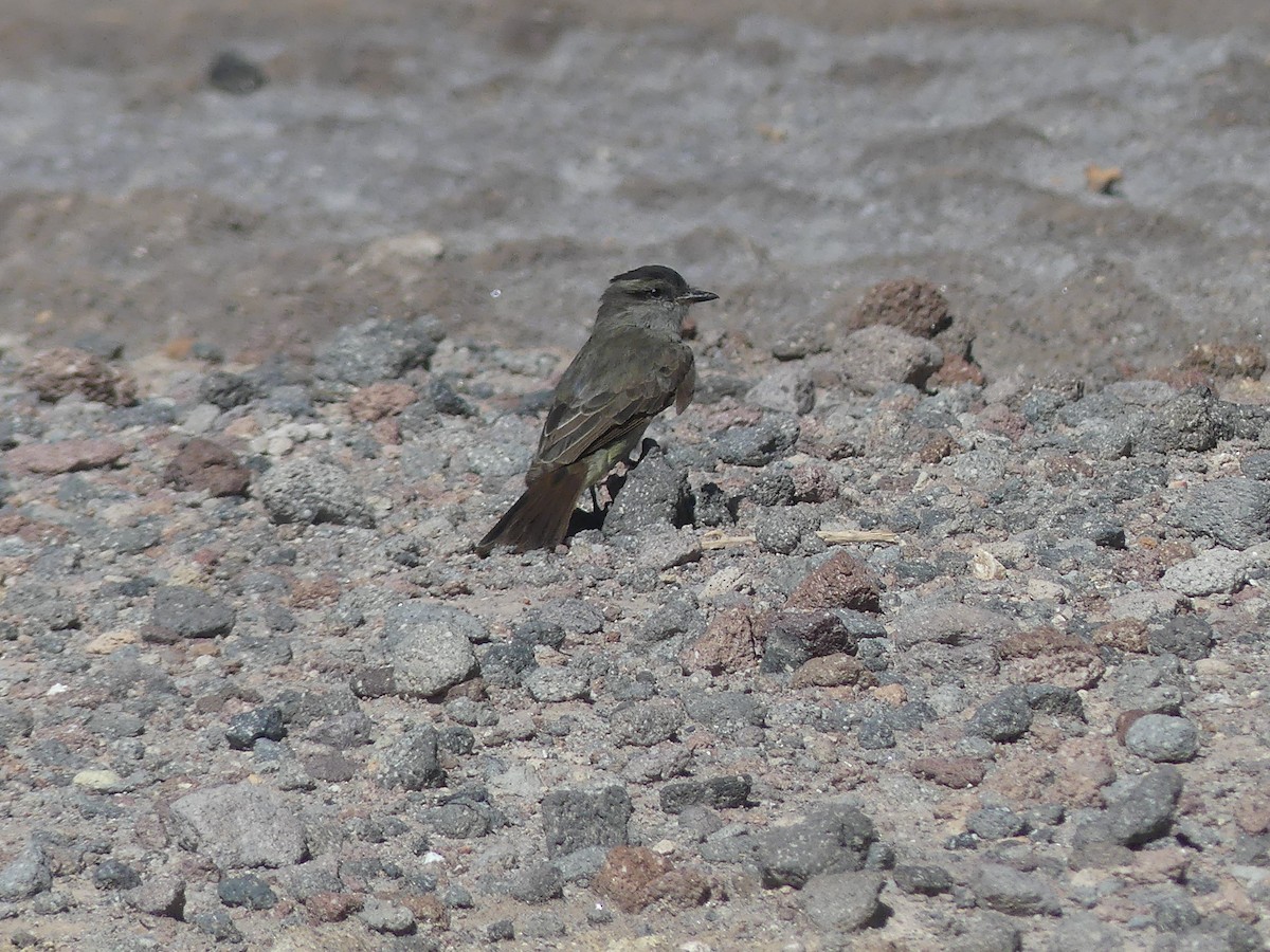 eBird Checklist - 15 Mar 2024 - Faldeo N C° Tultul - 2 species