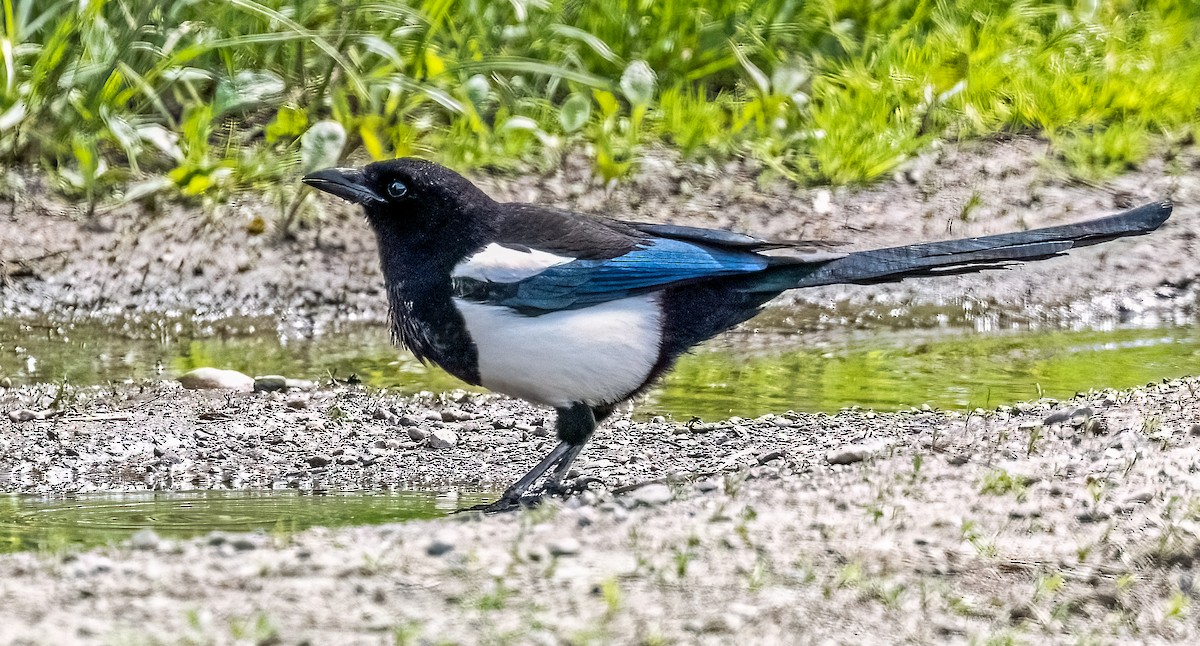 eBird Checklist - 6 May 2024 - Fargo Rd - 1 species