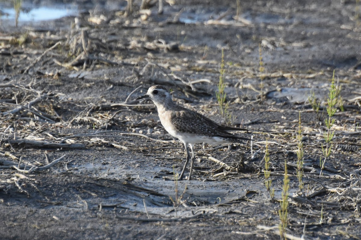 eBird Checklist - 7 May 2024 - O'Neill Conservation Project - Lekx Road ...