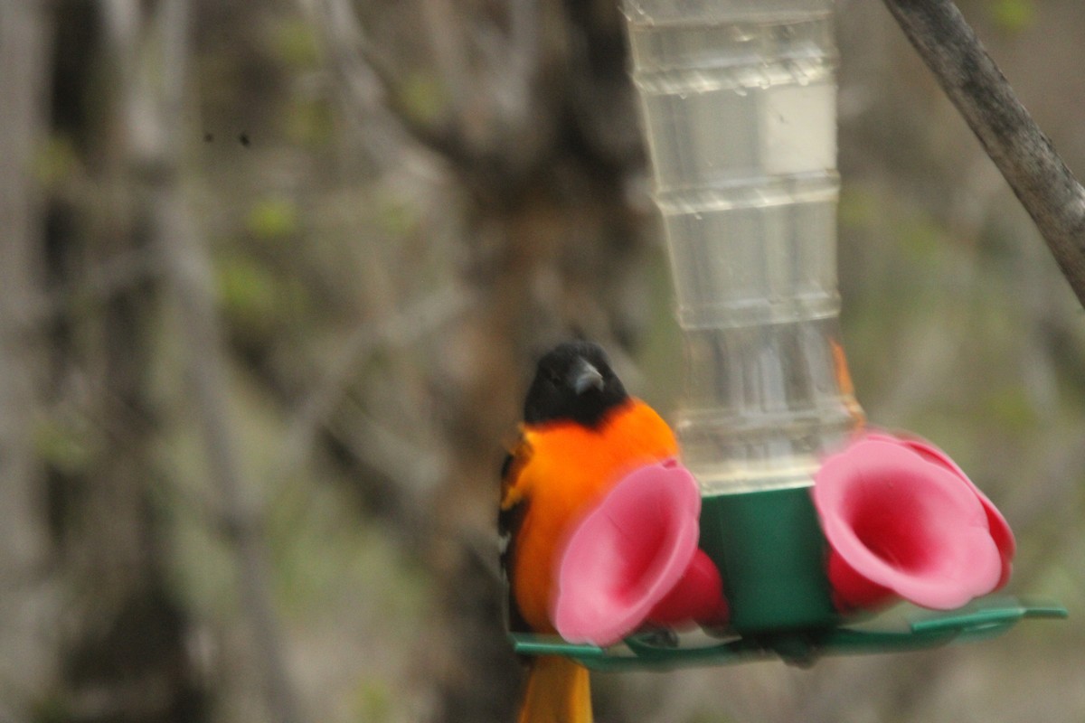 eBird Checklist - 7 May 2024 - SE33-3-12W yard - 12 species