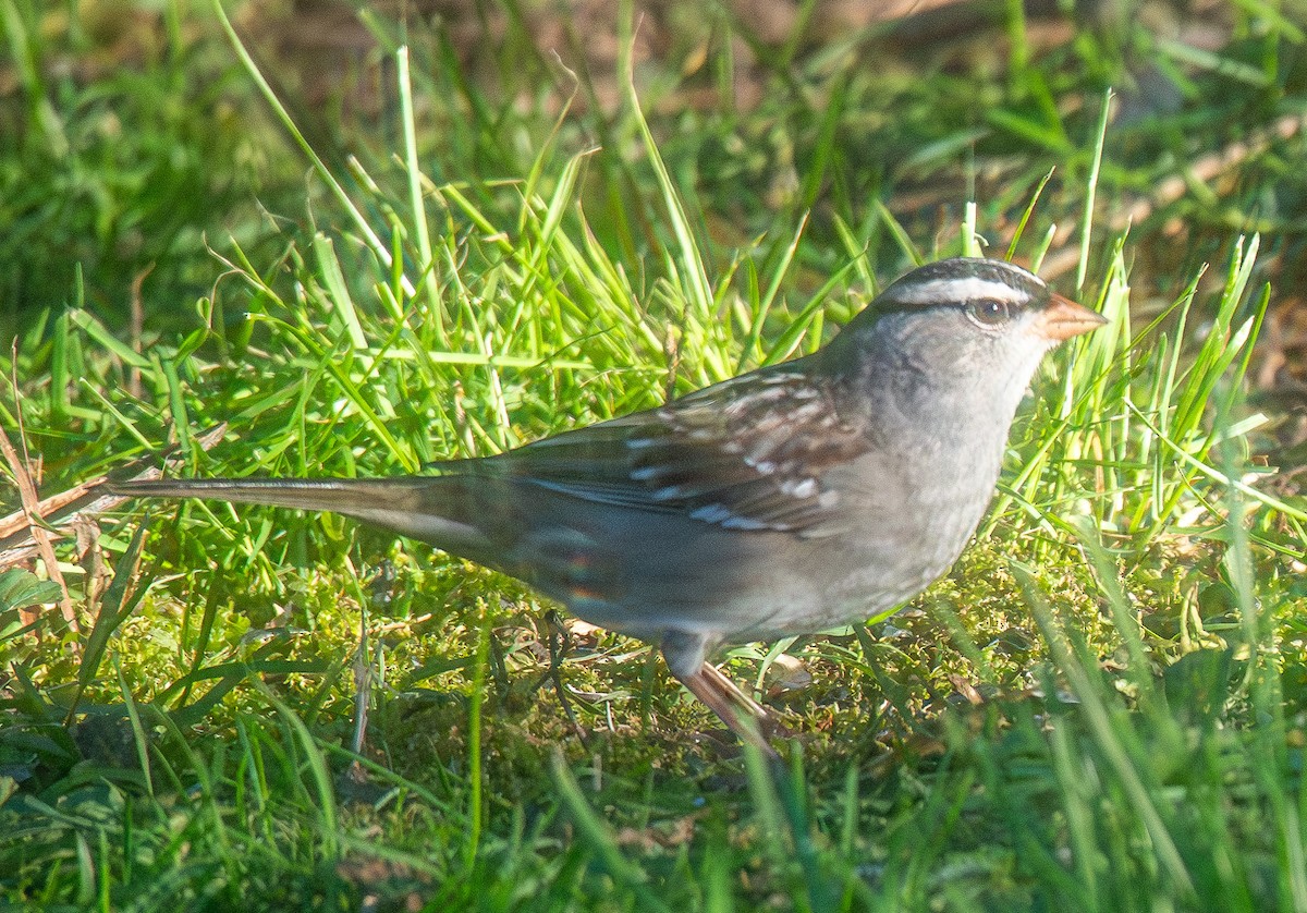 eBird Checklist - 7 May 2024 - My Yard and Neighborhood - 1 species