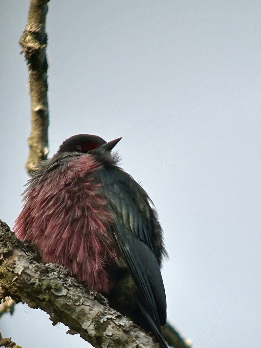eBird Checklist - 7 May 2024 - Mountain View Cemetery Marsh - 8 species