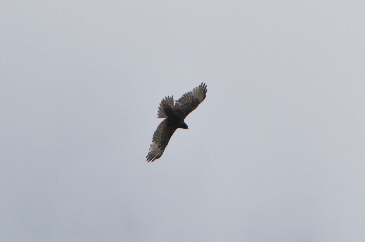 eBird Checklist - 2 May 2024 - CSU--Environmental Learning Center - 40 ...