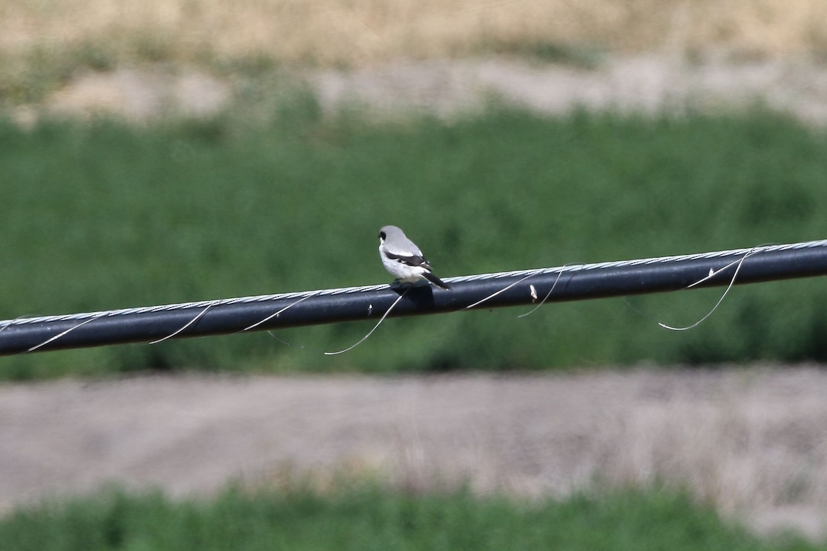 eBird Checklist - 27 Apr 2024 - Sherman Island--East Levee Rd. - 46 species