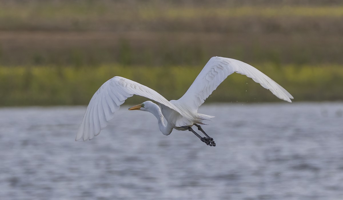 eBird Checklist - 7 May 2024 - Cross Creeks NWR - 15 species
