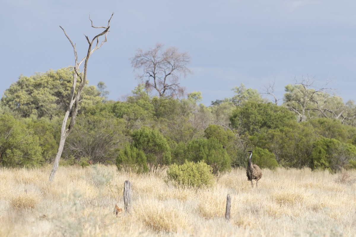 eBird Checklist - 3 May 2024 - Bowra Wildlife Sanctuary--Bore Drain ...