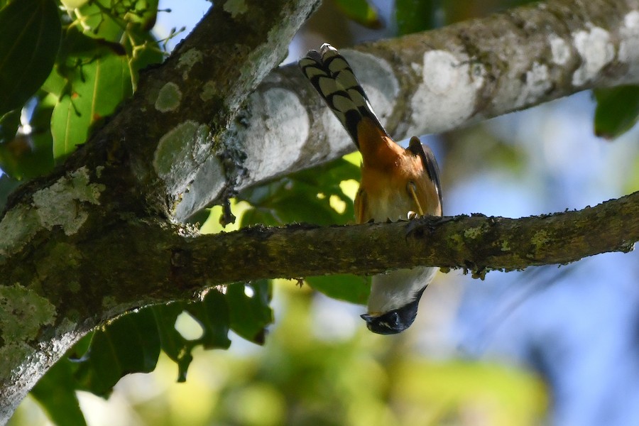 Rufous-backed Sibia (Dalat) - eBird