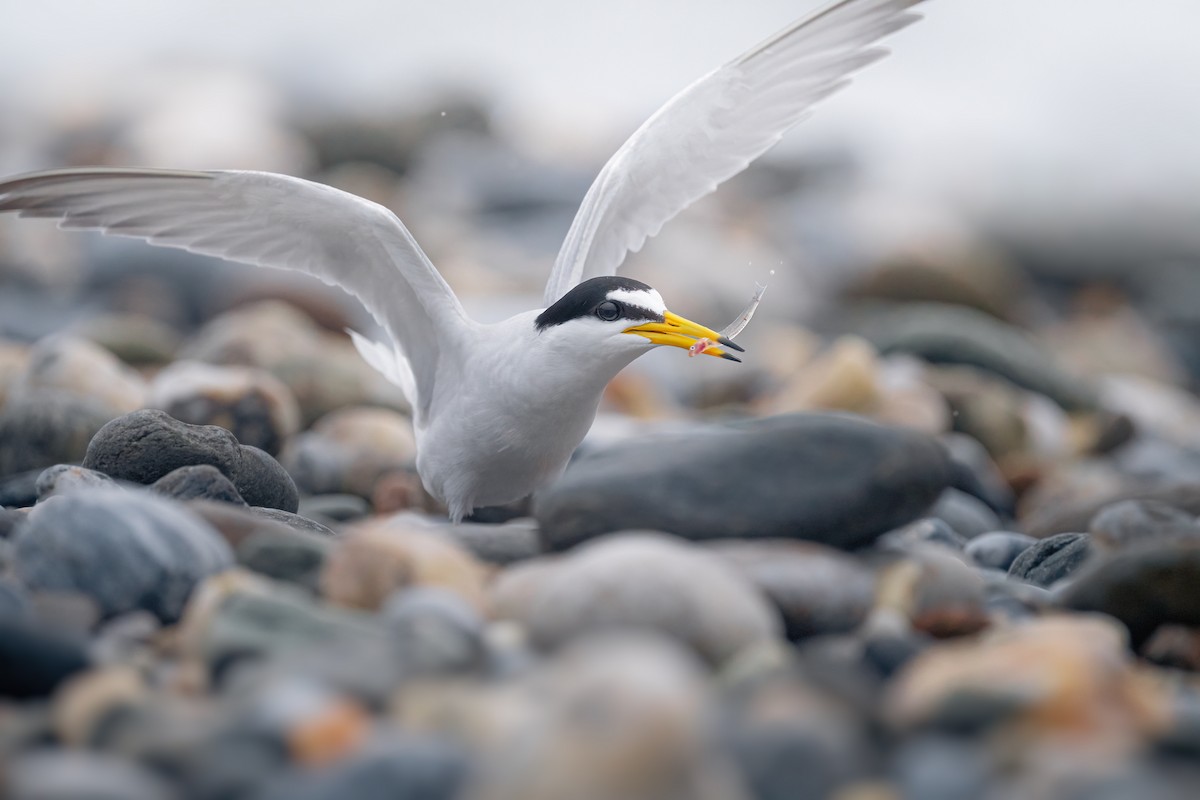 ML618663512 - Little Tern - Macaulay Library