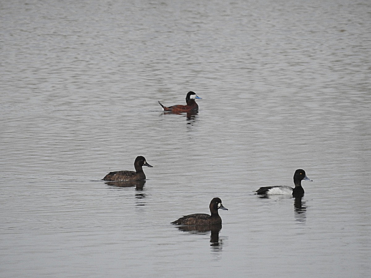 eBird Checklist - 8 May 2024 - Parker River NWR - 66 species