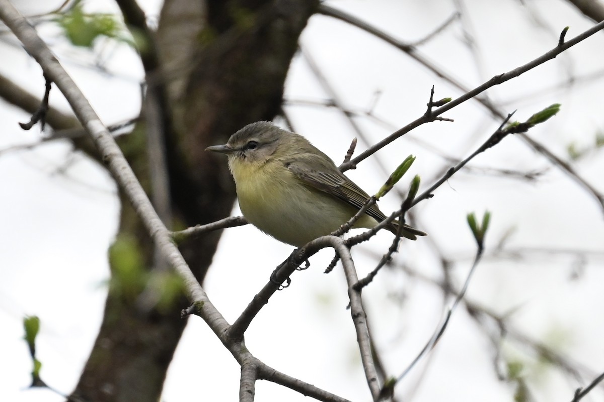 eBird Checklist - 8 May 2024 - Roy Marsh Wildlife Management Area & Roy ...