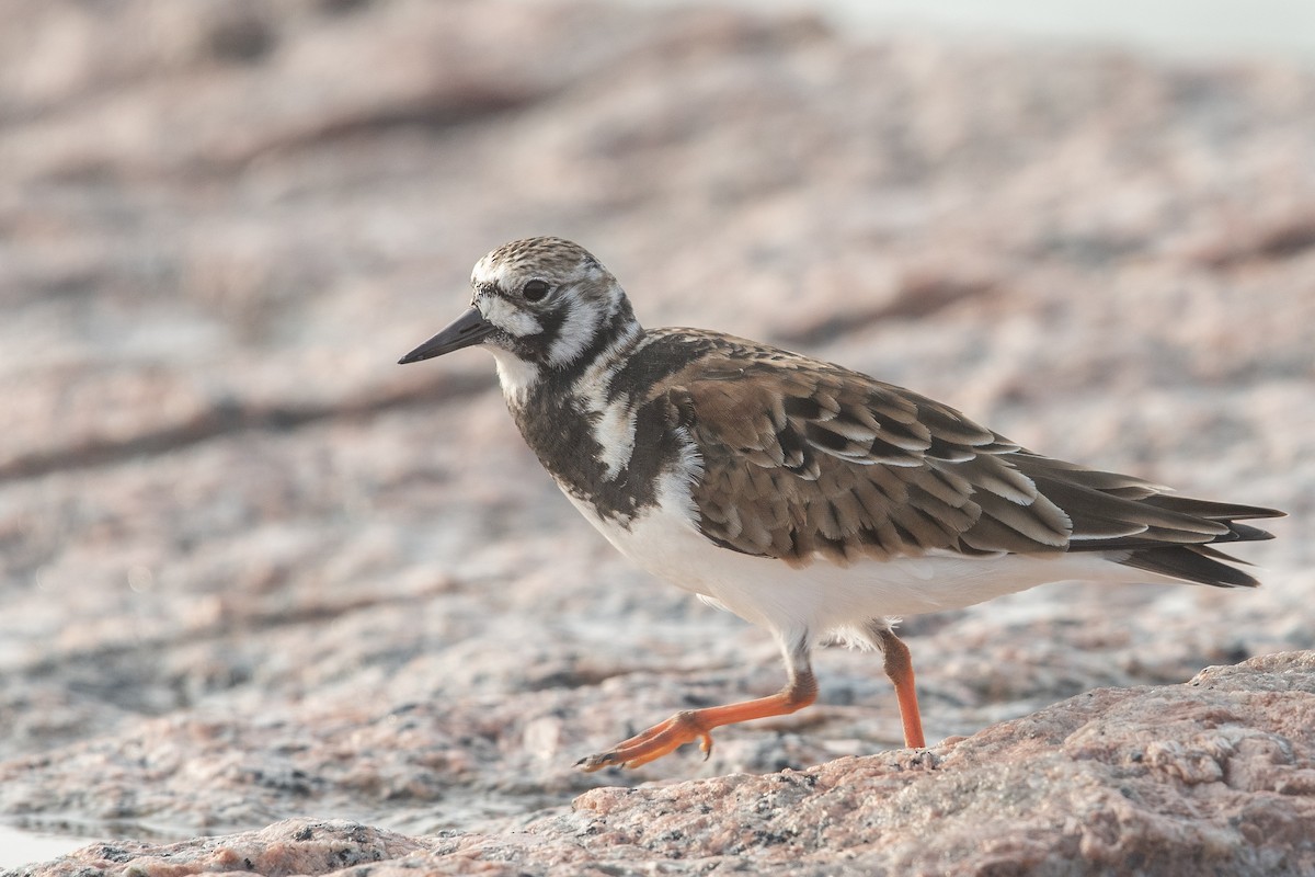 eBird Checklist - 28 Apr 2024 - Port Aransas Jetty (CTC 058) - 11 species