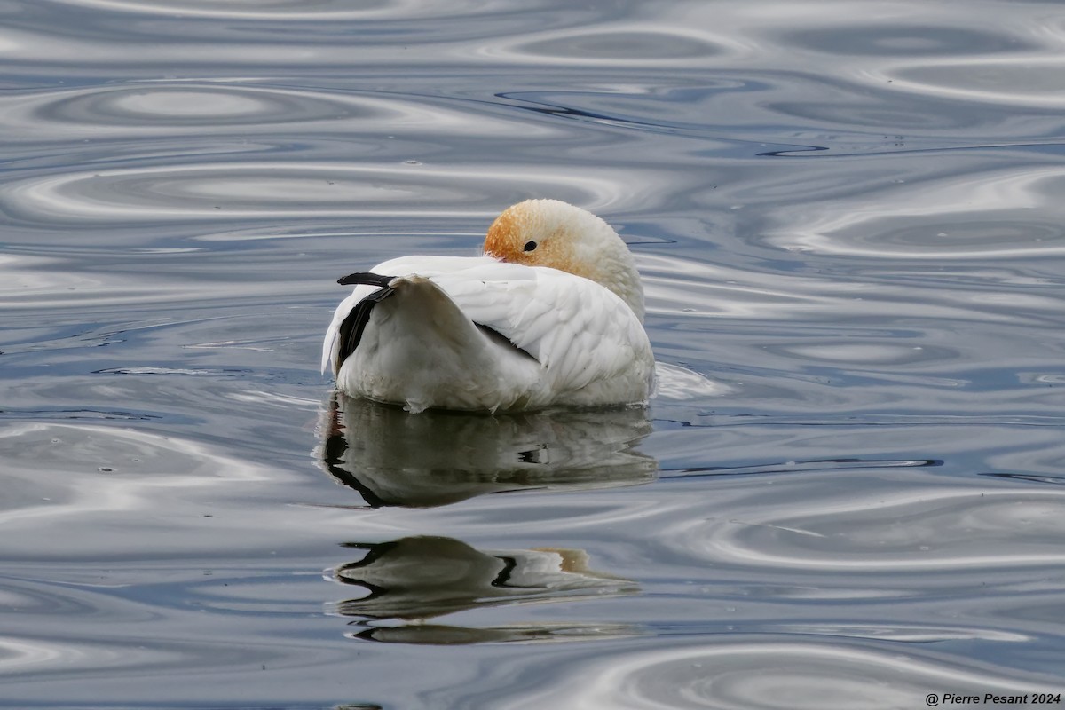 eBird Checklist - 6 May 2024 - Atholville--Station de Pompage et Marais ...