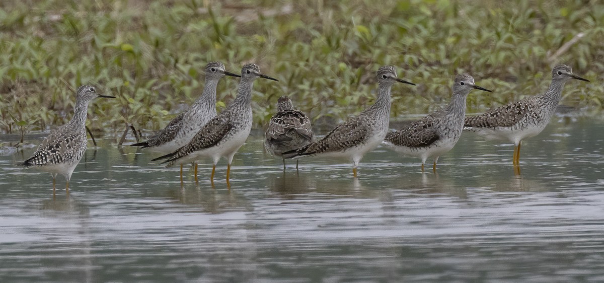 ML618692594 - Lesser Yellowlegs - Macaulay Library