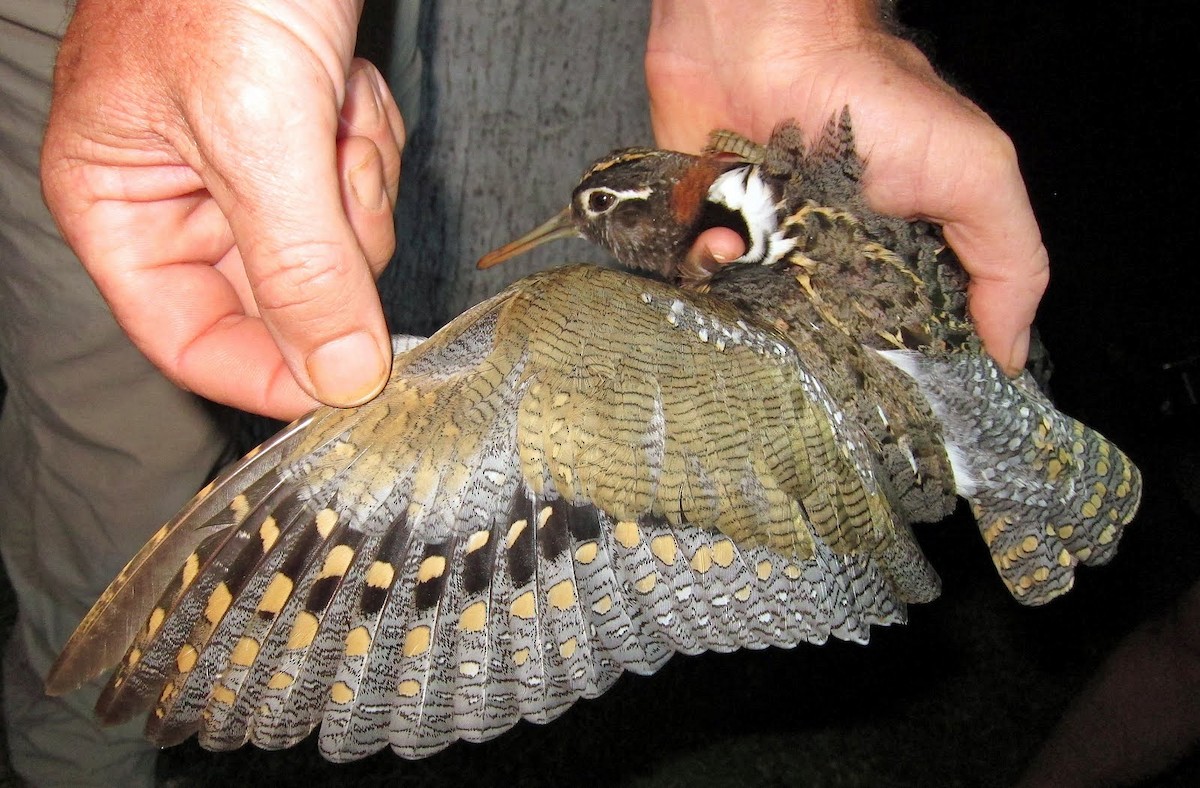 eBird Checklist - 1 Mar 2012 - Passerine Bore (Anna Plains Station) - 1 ...