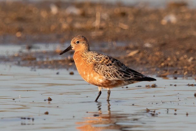 Reto anual 2026: ¡un listado al día! - eBird Spain