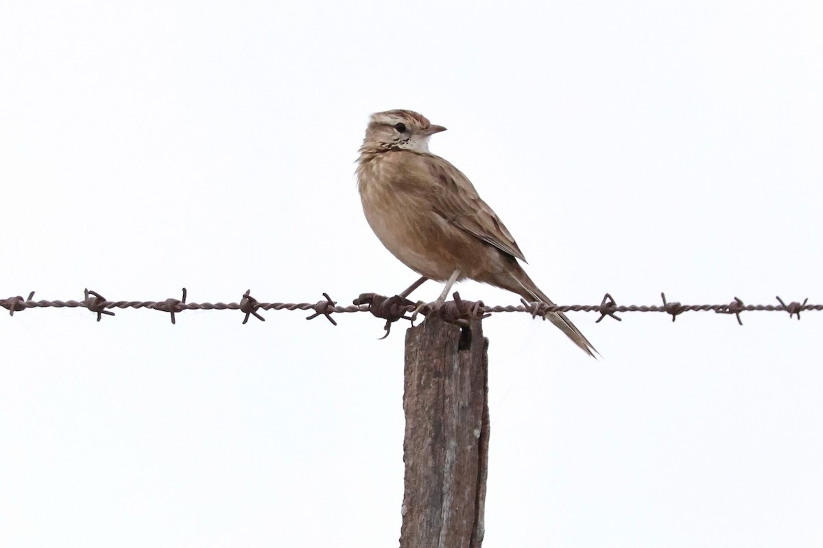 eBird Checklist - 7 May 2024 - B7627, Don Emilio -38.21408, -58.96039 ...