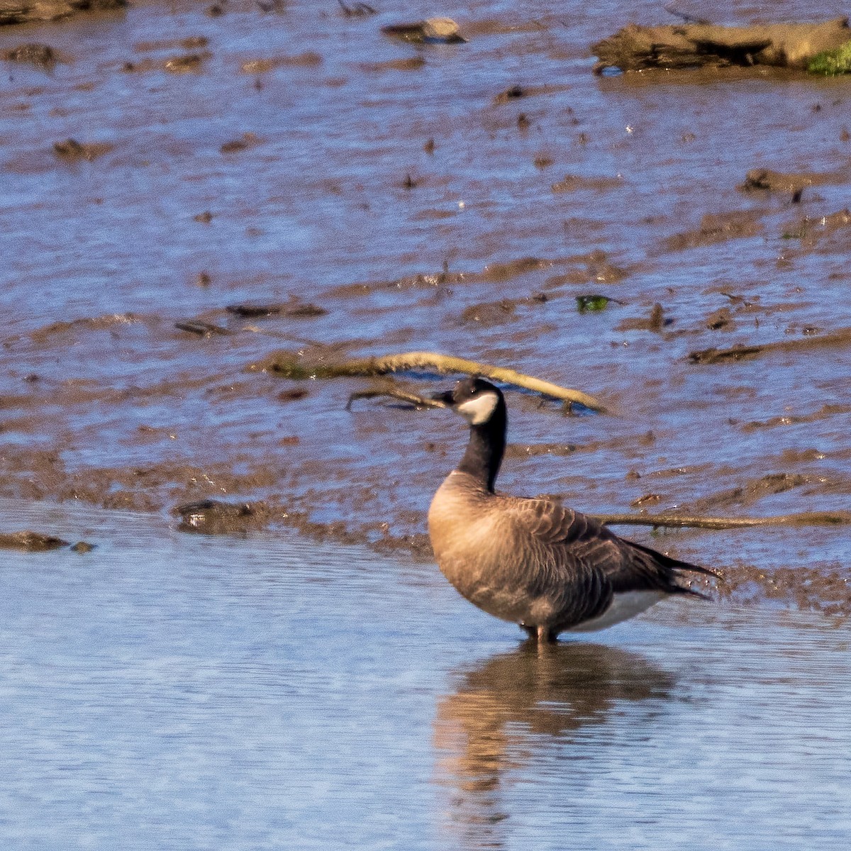 eBird Checklist - 9 May 2024 - Theler Loop - 46 species