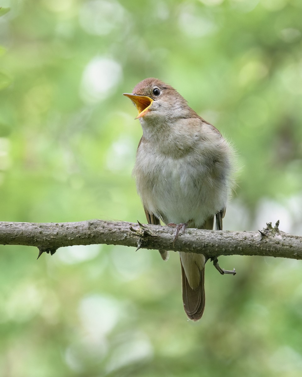 ML618760364 - Common Nightingale - Macaulay Library