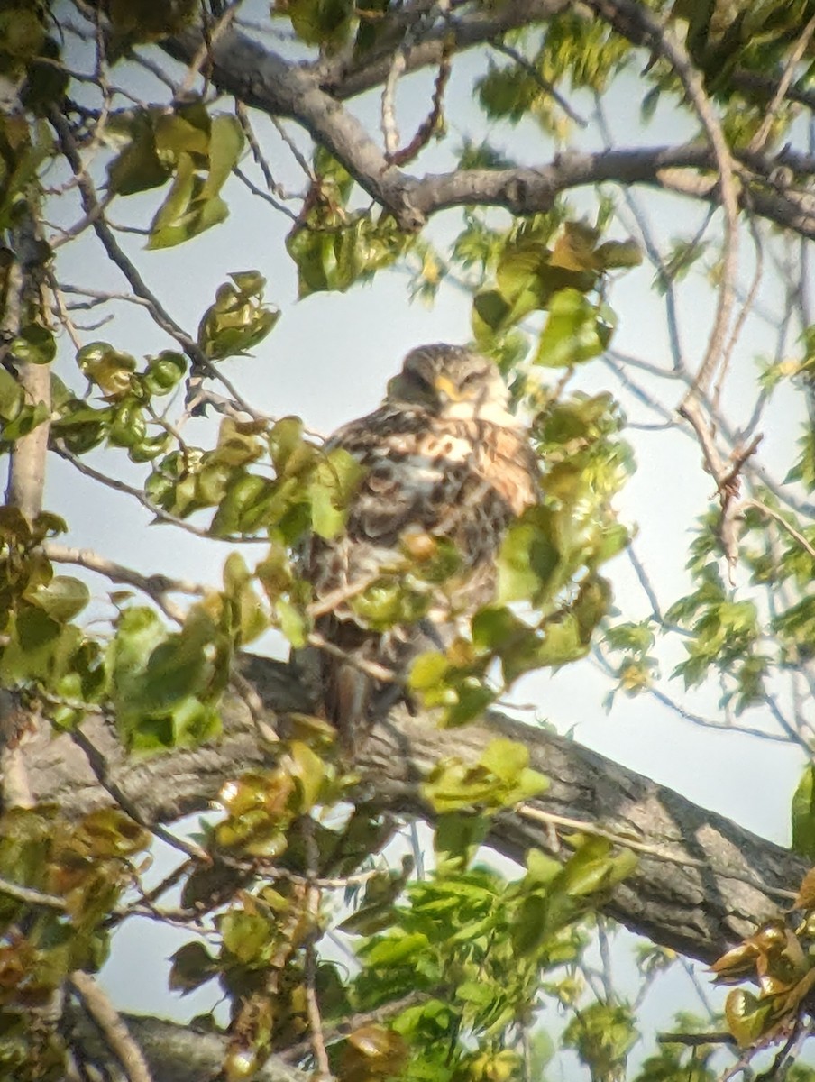 eBird Checklist - 10 May 2024 - 1905-1805 2nd Concession Line ...