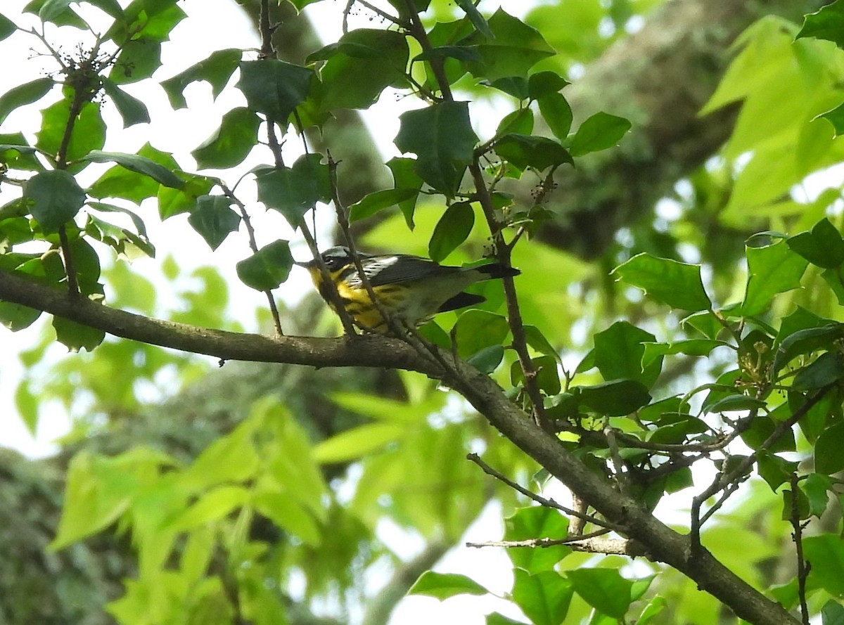 eBird Checklist - 10 May 2024 - Eno River SP--Few's Ford - 46 species ...