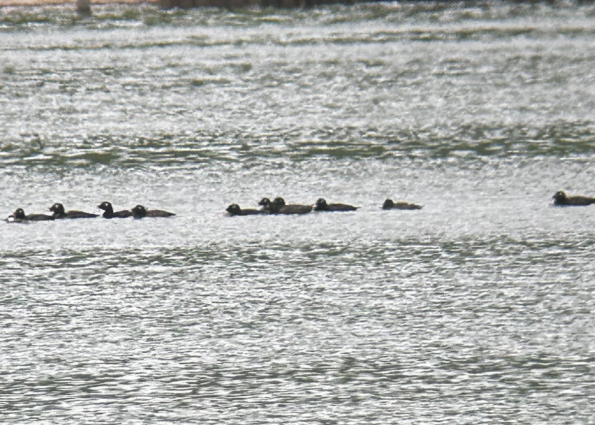 eBird Checklist - 10 May 2024 - Bald Eagle SP--Swimming Beach - 16 species