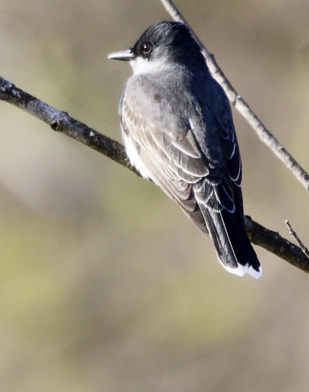 eBird Checklist - 19 Apr 2024 - Chippewa Nature Center, Midland US-MI ...