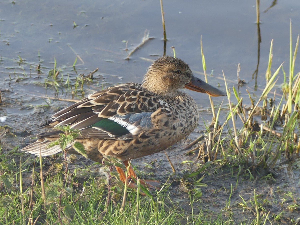 eBird Checklist - 1 May 2024 - The Broads NP--Strumpshaw Fen RSPB ...