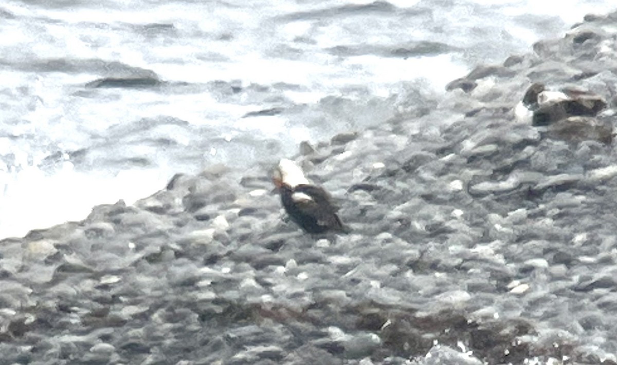 eBird Checklist - 11 May 2024 - Biddeford Pool--Ocean Ave. - 6 species